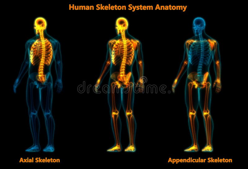Human Skeleton System Axial and Appendicular Skeleton Anatomy Stock ...