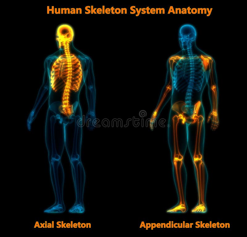 Human Skeleton System Axial and Appendicular Skeleton Anatomy Stock ...