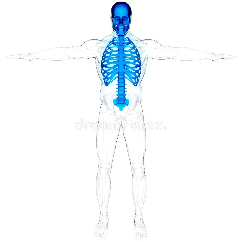 Human Skeleton System Axial Skeleton Bone Joints Anatomy Stock ...
