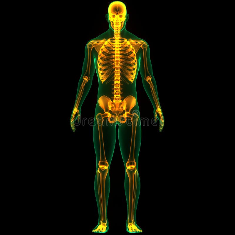 Human Skeleton System Bone Joints Anatomy Stock Illustration ...