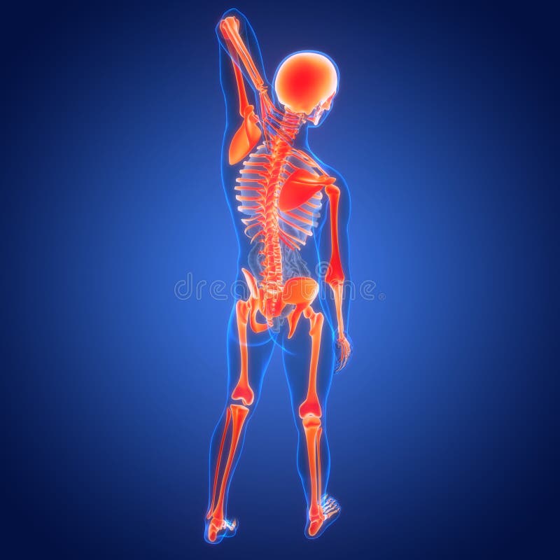 Human Skeleton Back Side View Stock Illustration - Illustration of ...