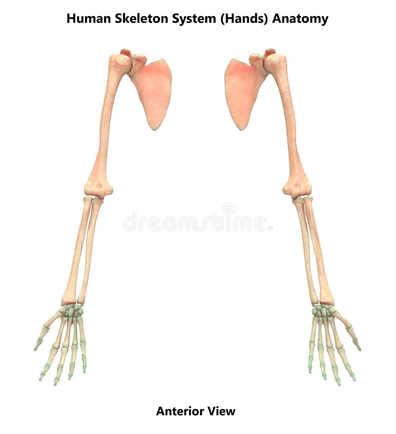 Human Skeleton System Bones Hand Joints Anatomy Stock Illustration ...