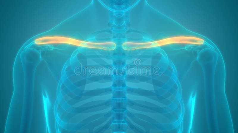 Human Skeleton System Clavicle Bone Joints Anatomy Stock Illustration ...