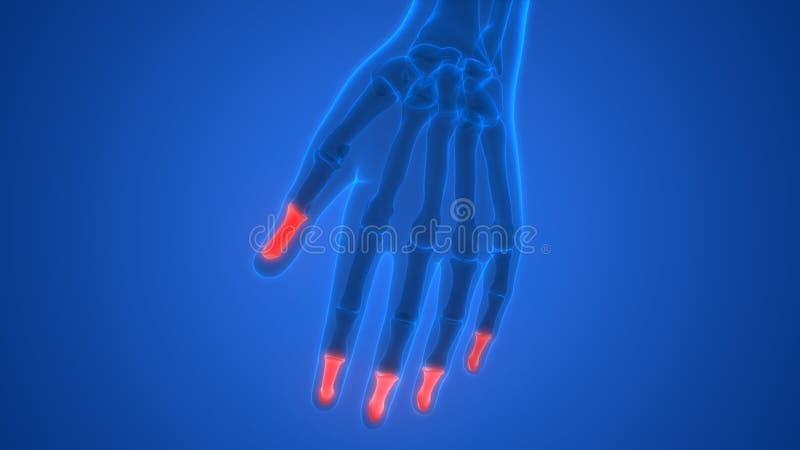 Human Skeleton System Distal Phalanges Joints Anatomy Stock ...