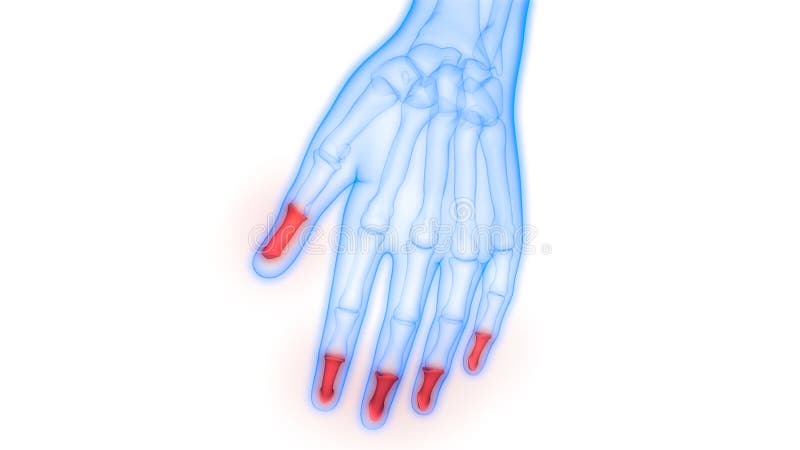 Human Skeleton System Distal Phalanges Joints Anatomy Stock ...