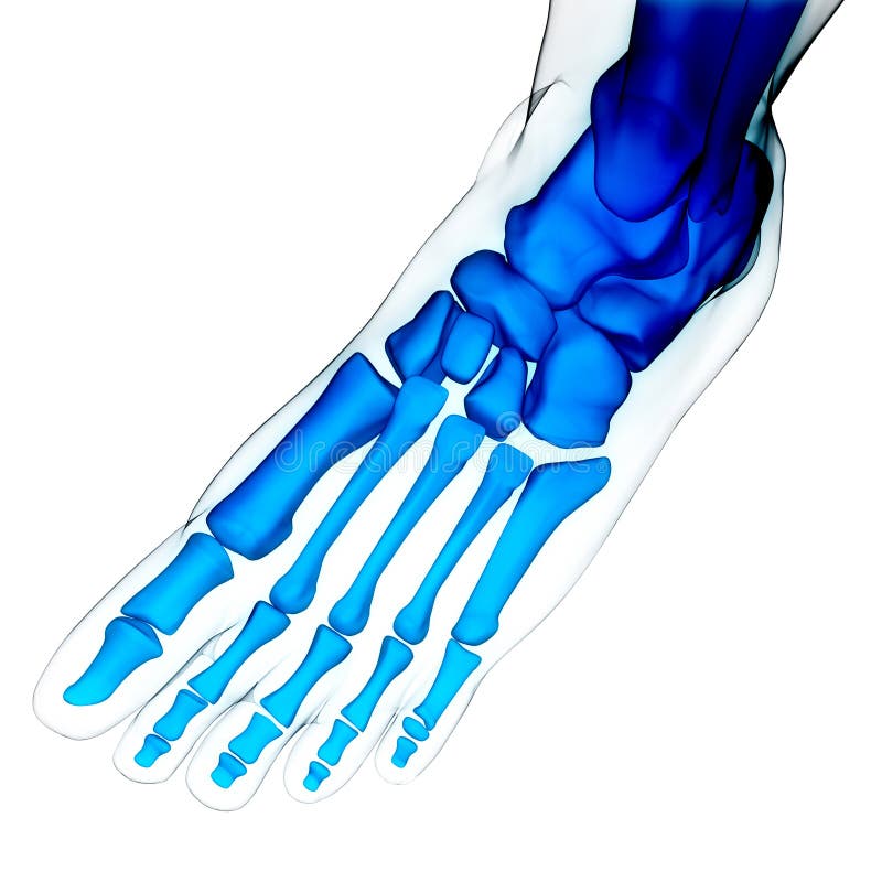 Human Skeleton System Foot Bone Joints Anatomy Stock de ilustración ...
