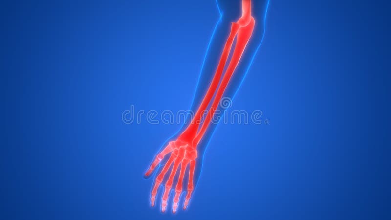 Human Skeleton System Hand Bone Joints Anatomy Stock Illustration ...