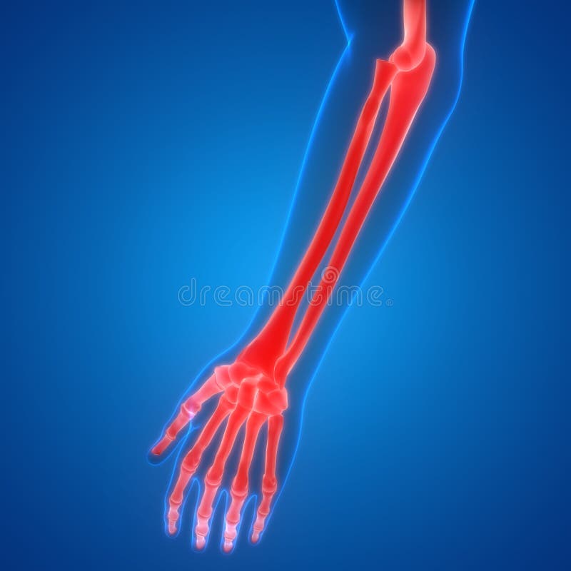 Human Skeleton System Hand Bone Joints Anatomy Stock Illustration ...