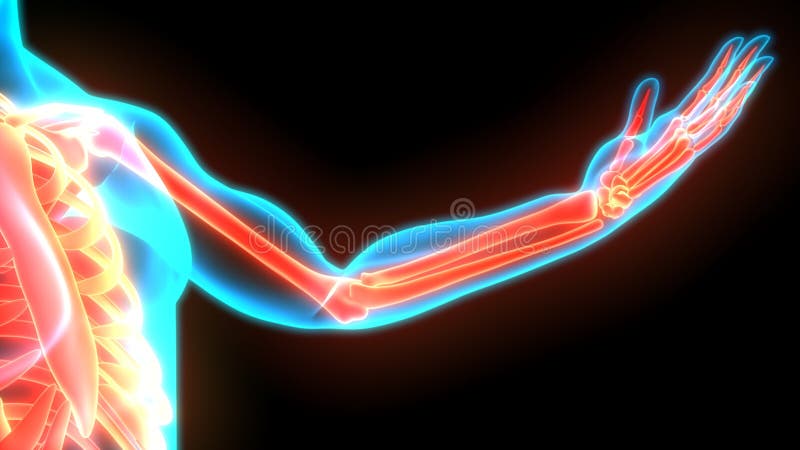 Human Skeleton System Hand Bone Joints Anatomy Stock Illustration ...