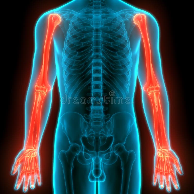 Human Skeleton System Hand Bone Joints Anatomy Stock Illustration ...