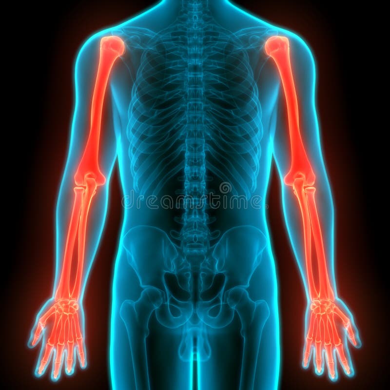 Human Skeleton System Hand Bone Joints Anatomy Stock Illustration ...