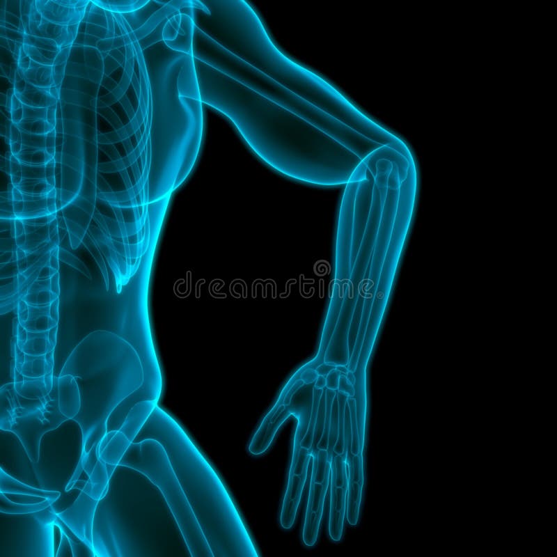 Human Skeleton System Hand Bone Joints Anatomy Stock Illustration ...