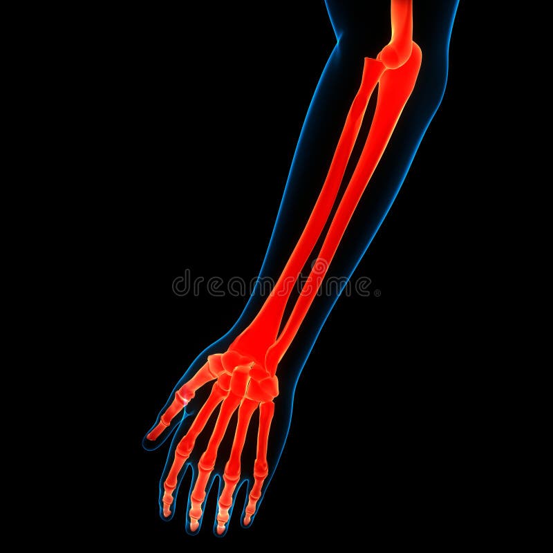 Human Skeleton System Hand Bone Joints Anatomy Stock Illustration ...