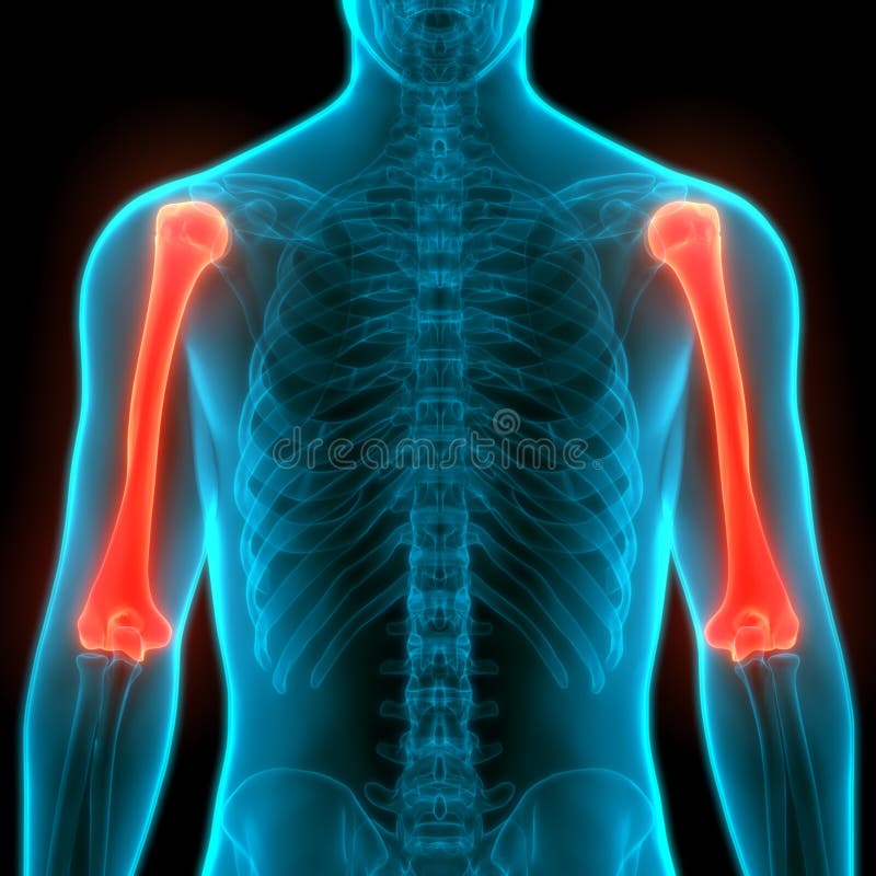 Human Skeleton System Humerus Bone Joints Anatomy Stock Illustration ...