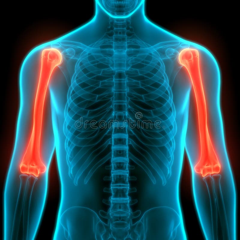 Human Skeleton System Humerus Bone Joints Anatomy Stock Illustration ...