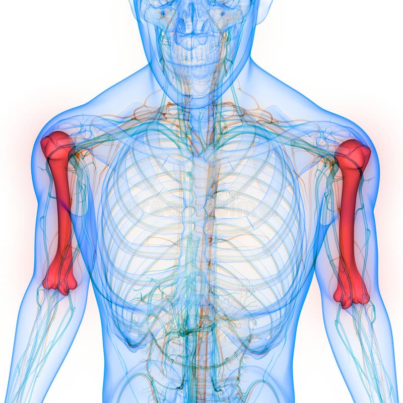 Human Skeleton System Humerus Bone Joints Anatomy Stock Illustration ...