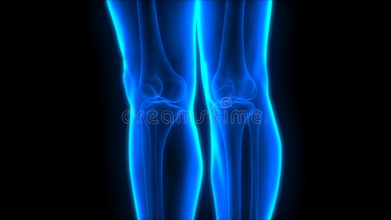 Human Skeleton System Knee Bone Joints Anatomy Stock Illustration ...