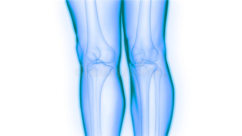 Human Skeleton System Knee Bone Joints Anatomy Stock Illustration ...