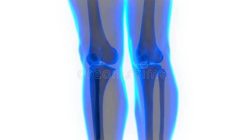 Human Skeleton System Knee Bone Joints Anatomy Stock Illustration ...