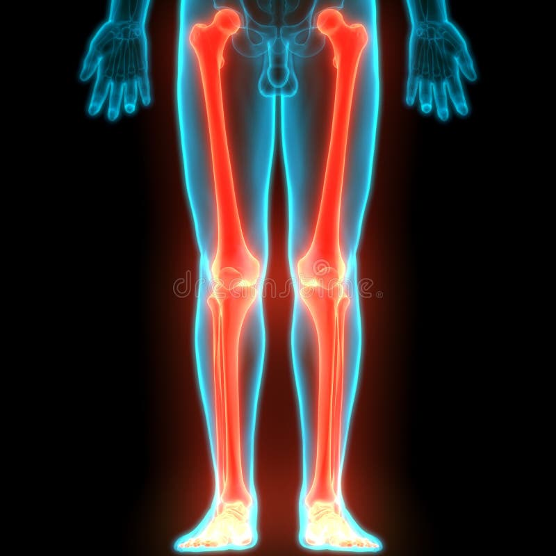 Human Skeleton System Leg Bone Joints Anatomy Stock Illustration ...