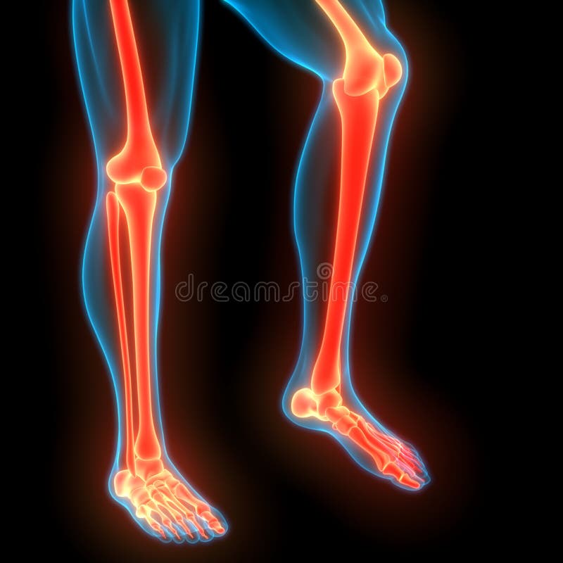 Human Skeleton System Leg Bone Joints Anatomy Stock Illustration ...