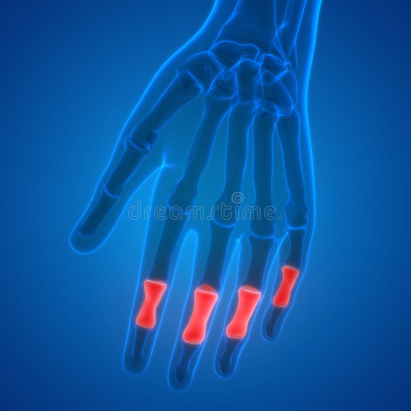 Human Skeleton System Middle Phalanges Joints Anatomy Stock ...