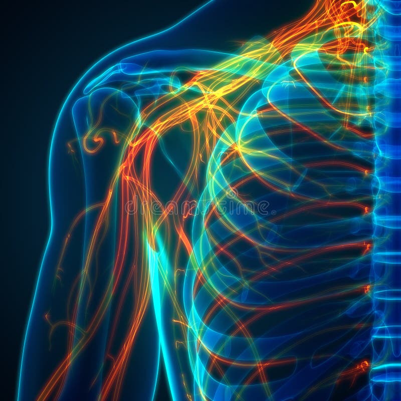 Human Skeleton System with Nervous System Anatomy Stock Illustration ...