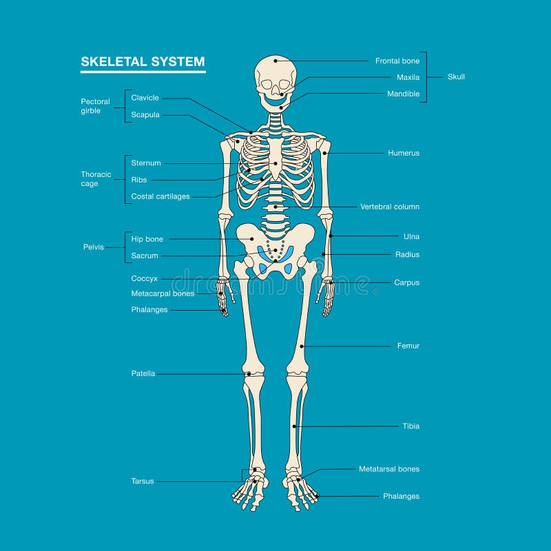 Human Skeleton Outline Stock Illustrations – 7,713 Human Skeleton ...