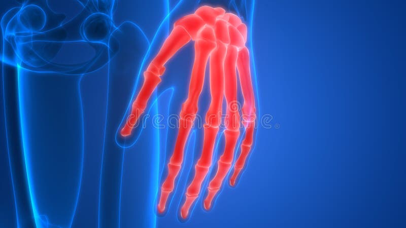 Human Skeleton System Palm Hand Bone Joints Anatomy Stock Illustration ...