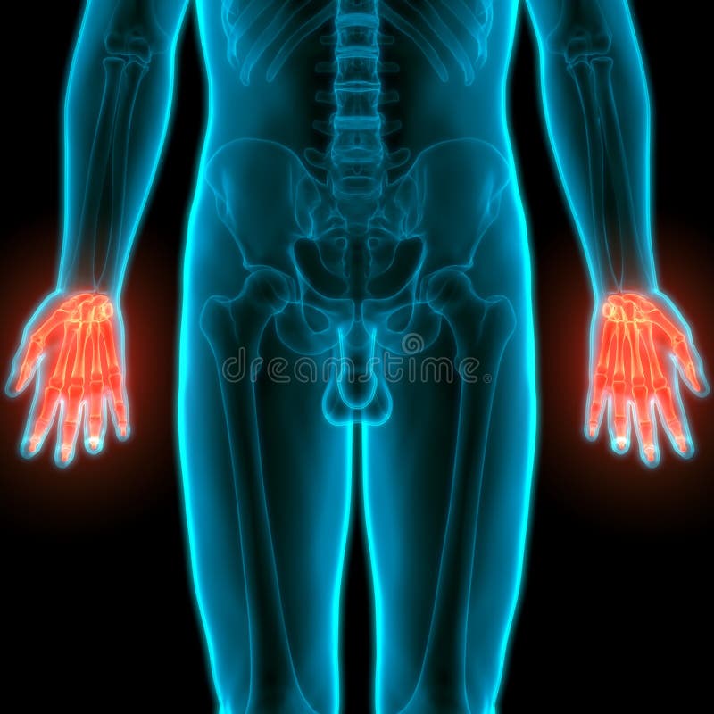 Human Skeleton System Palm Hand Bone Joints Anatomy Stock Illustration ...