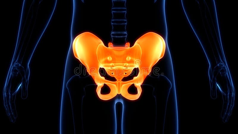 Human Skeleton System Pelvic Girdle Bone Joints Anatomy Stock ...