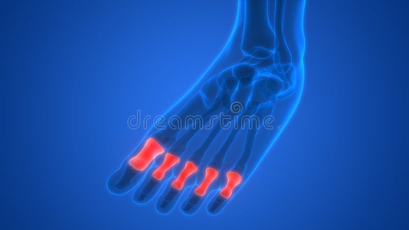 Human Skeleton System Phalanges Bones Anatomy Stock Illustration ...