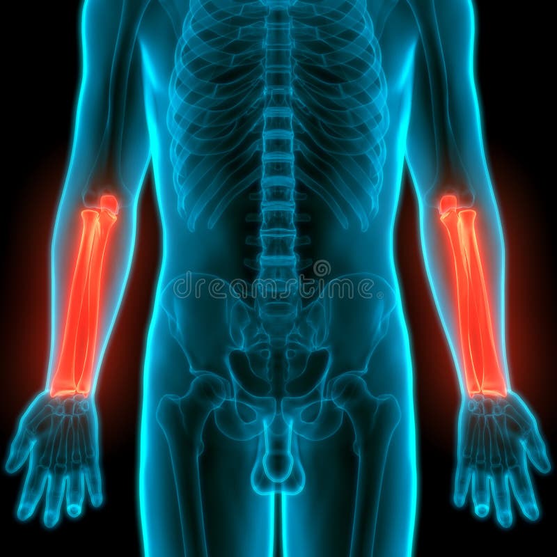 Human Skeleton System Radius and Ulna Bone Joints Anatomy Stock ...