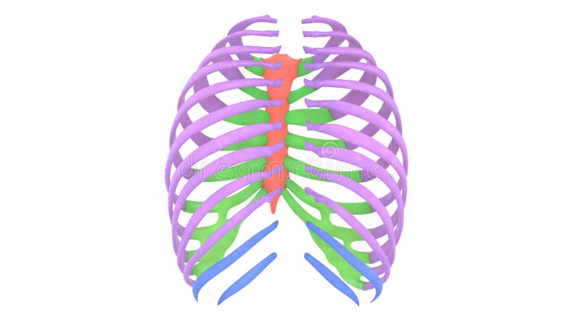 Human Skeleton System Rib Cage Anatomy Animation Concept Stock Footage ...