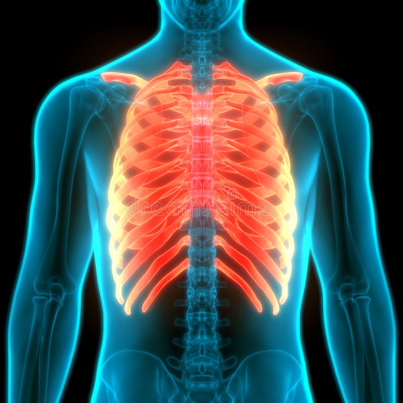 Human Skeleton System Rib Cage Bone Joints Anatomy Stock Illustration ...