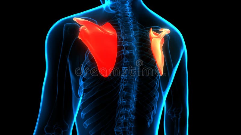 Human Skeleton System Scapula Bone Joints Anatomy Animation Concept ...