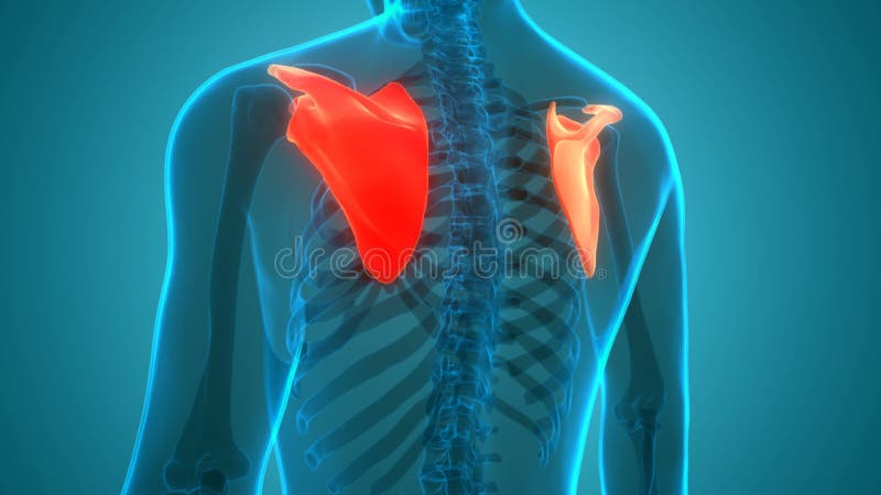 Human Skeleton System Scapula Bone Joints Anatomy Animation Concept ...