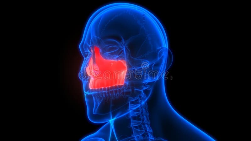 Human Skeleton System Skull Bone Parts Maxilla Bone Anatomy Stock ...