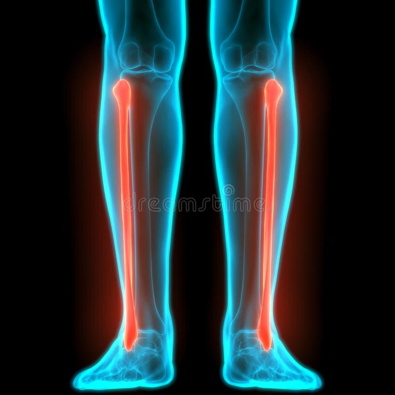 Human Skeleton System Tibia Bone Joints Anatomy Stock Illustration ...