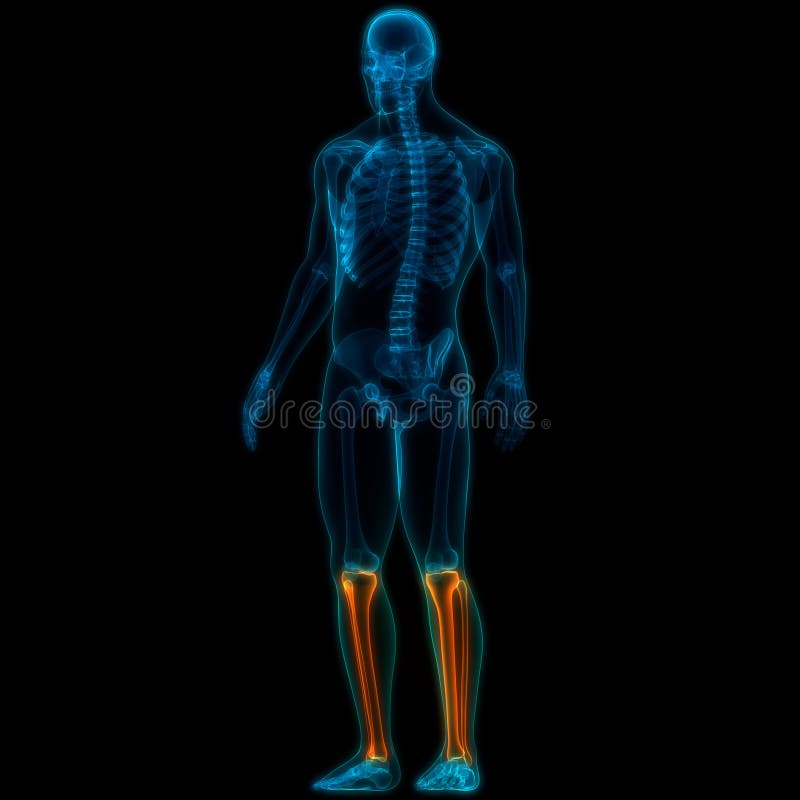 Human Skeleton System Tibia and Fibula Bone Joints Anatomy Stock ...