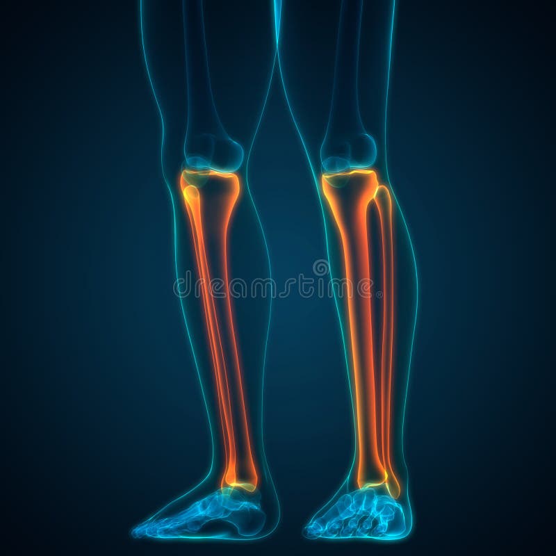 Human Skeleton System Tibia and Fibula Bone Joints Anatomy Stock ...