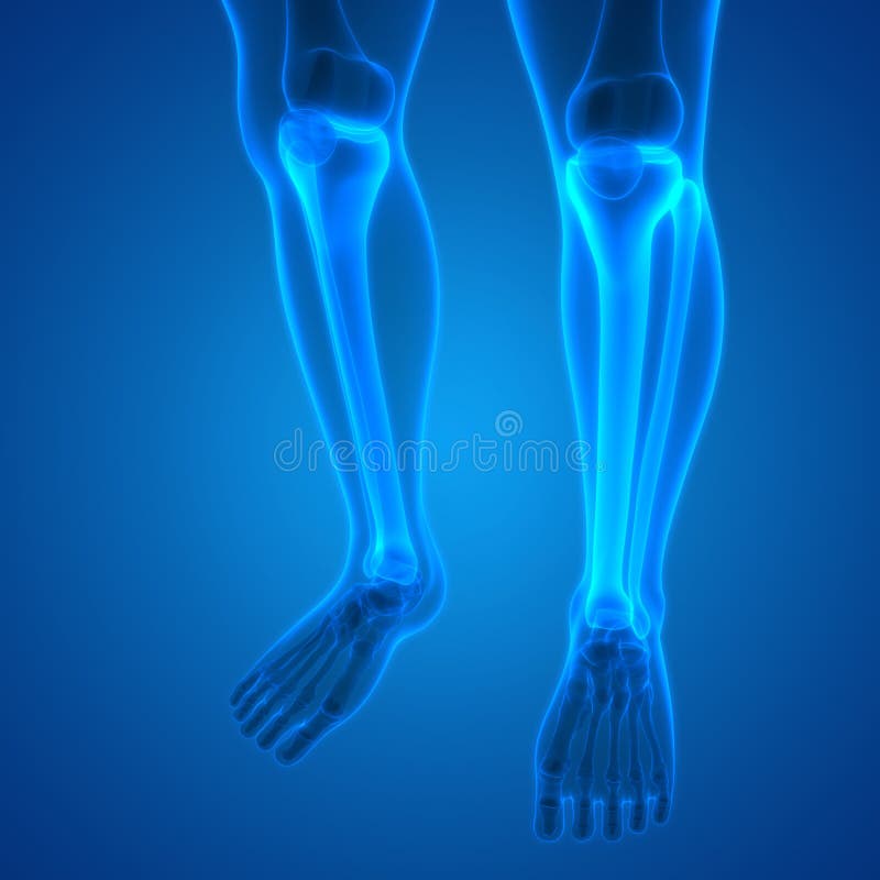 Human Skeleton System Tibia and Fibula Bone Joints Anatomy Stock ...