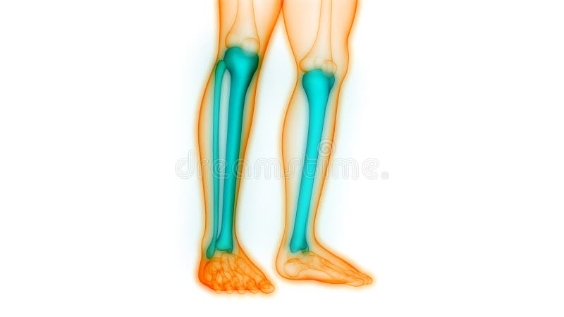 Human Skeleton System Tibia and Fibula Bone Joints Anatomy Stock ...