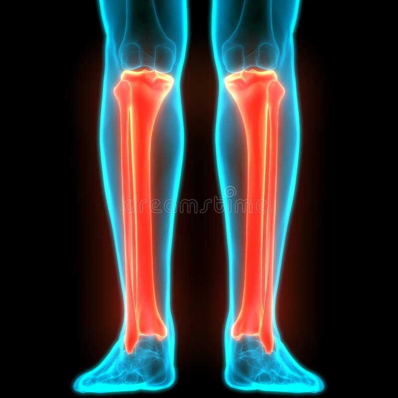 Human Skeleton System Tibia and Fibula Bone Joints Anatomy Stock ...