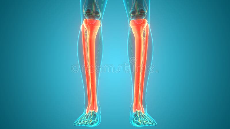 Human Skeleton System Tibia and Fibula Bone Joints Anatomy Stock ...
