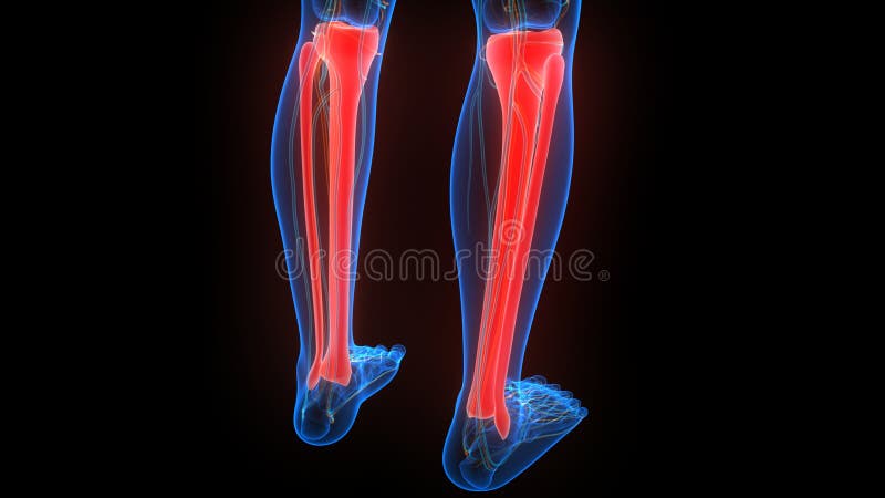 Human Skeleton System Tibia and Fibula Bone Joints Anatomy Stock ...