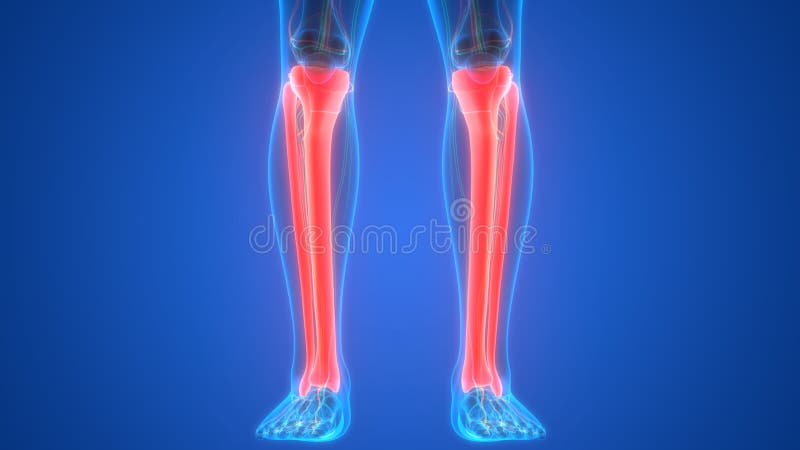 Human Skeleton System Tibia and Fibula Bone Joints Anatomy Stock ...