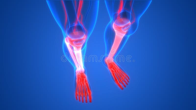Human Skeleton System Tibia and Fibula with Foot Bone Joints Anatomy ...