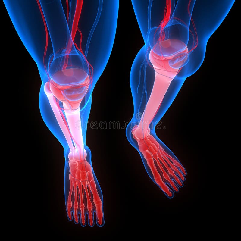 Human Skeleton System Tibia and Fibula with Foot Bone Joints Anatomy ...
