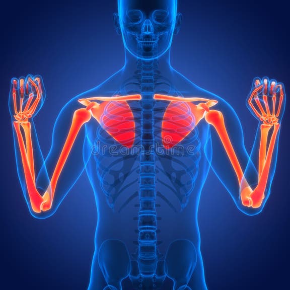 Human Skeleton System Upper Limb Bone Joints Anatomy Stock Illustration ...